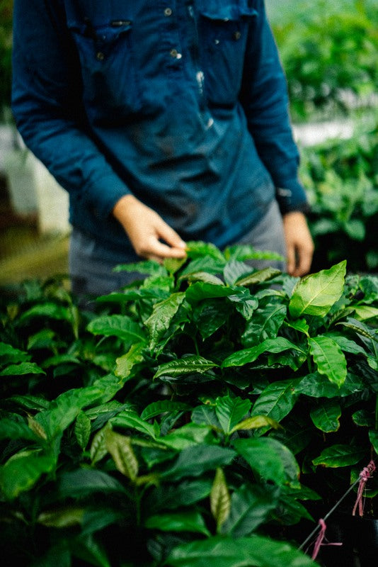 Buy Australian coffee beans online – Mountain Top Coffee