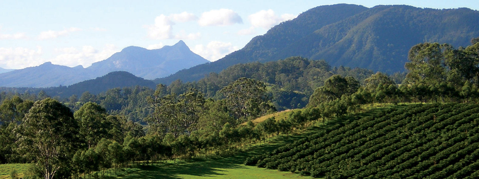 Buy Australian coffee beans online